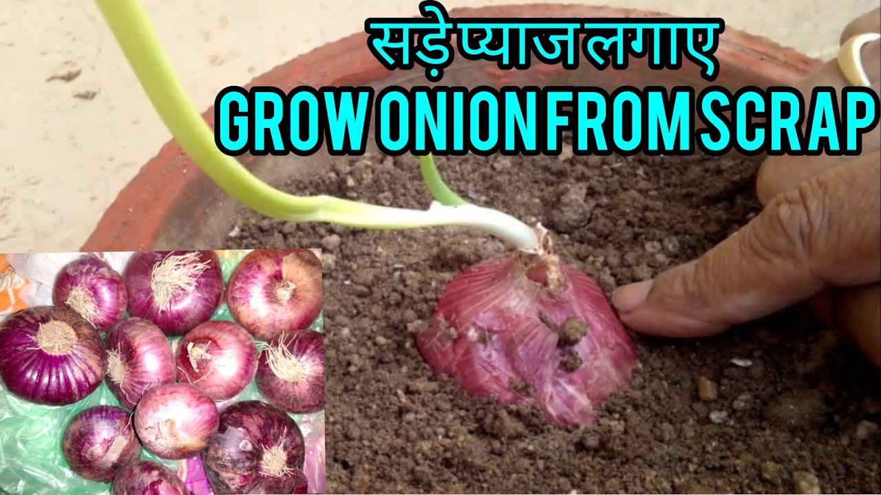 Regrow Waste Onion-How to Grow Onion From Waste/Scraps Onion/ गमले में ...