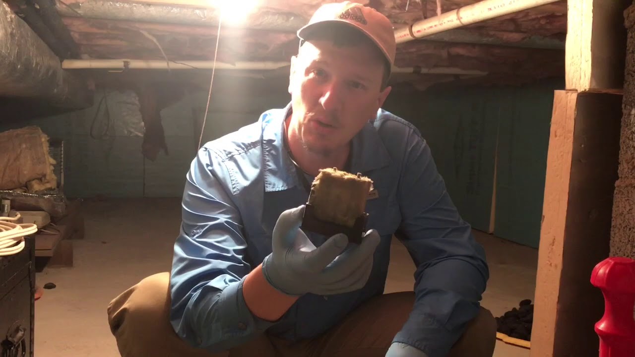 Mice Monday - BONUS EPISODE - How NOT to bait for mice - YouTube