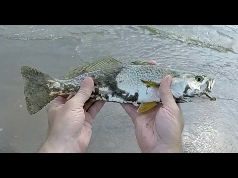 Surf Fishing with Sandworms - Small Weakfish and Spots - YouTube