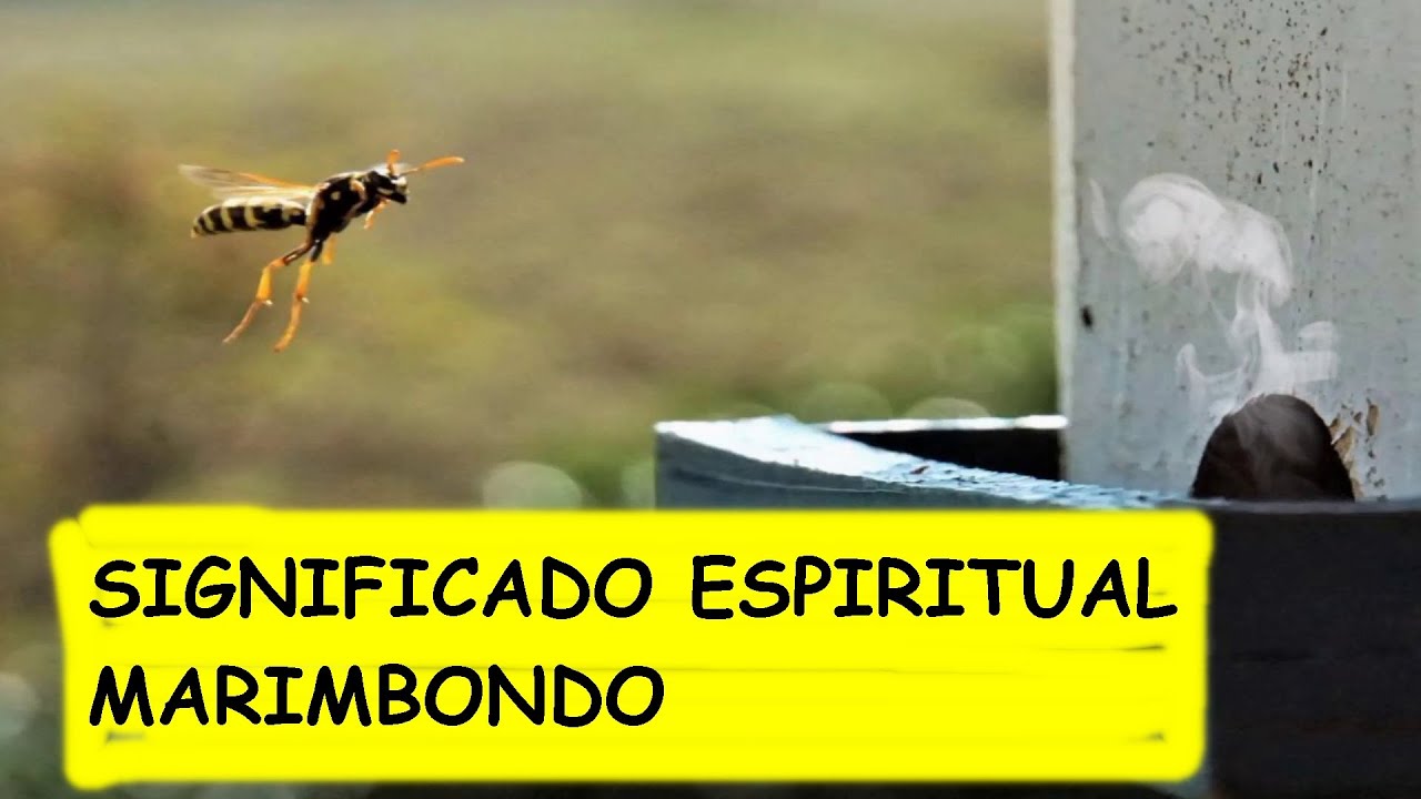 MARIMBONDO Significado espiritual, um lembrete para nossa vida ...