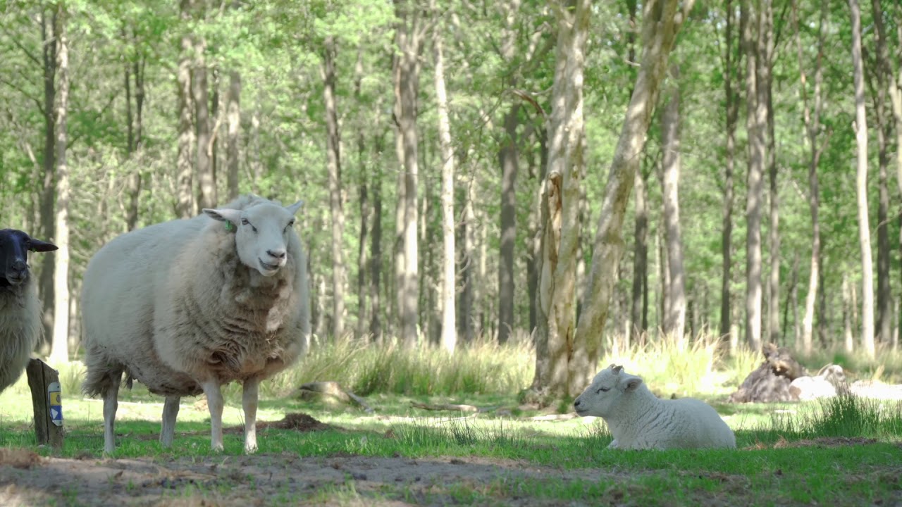 Sheep Bleating - Sheep Sounds - YouTube