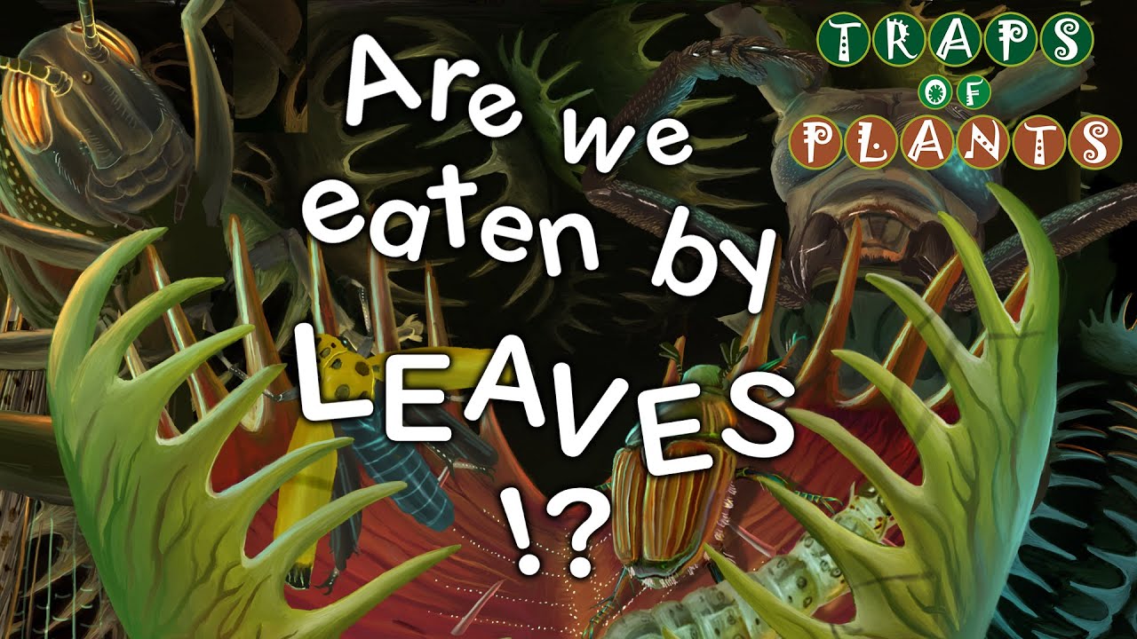 Plants started to strike back against insects. Part 1 - YouTube