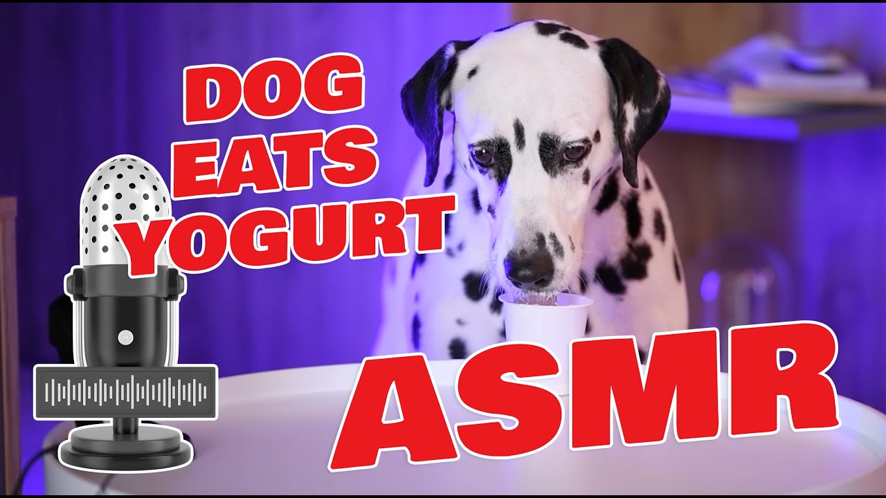 Dalmatian Dog ASMR | You Won't Believe the Sound This Dog Makes While ...
