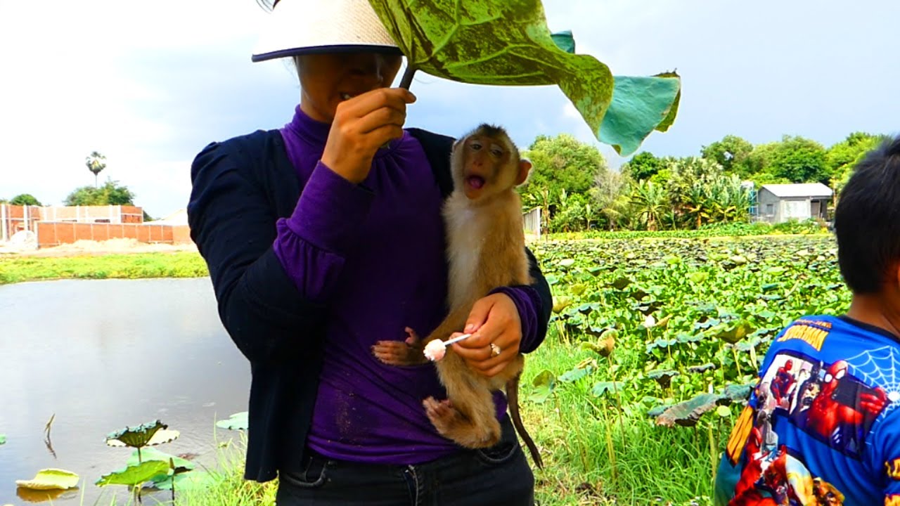 Beloved monkey Ella feeling fresh at the field with mom and brother ...