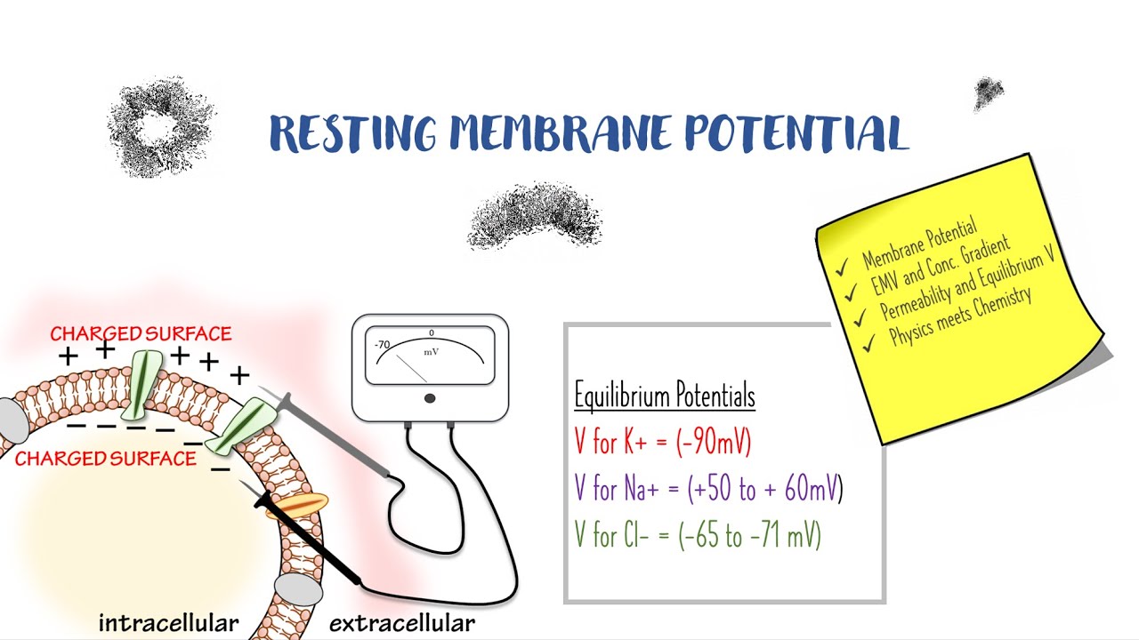 Resting Membrane Potential || Physiology Revision Notes || Silent Study ...