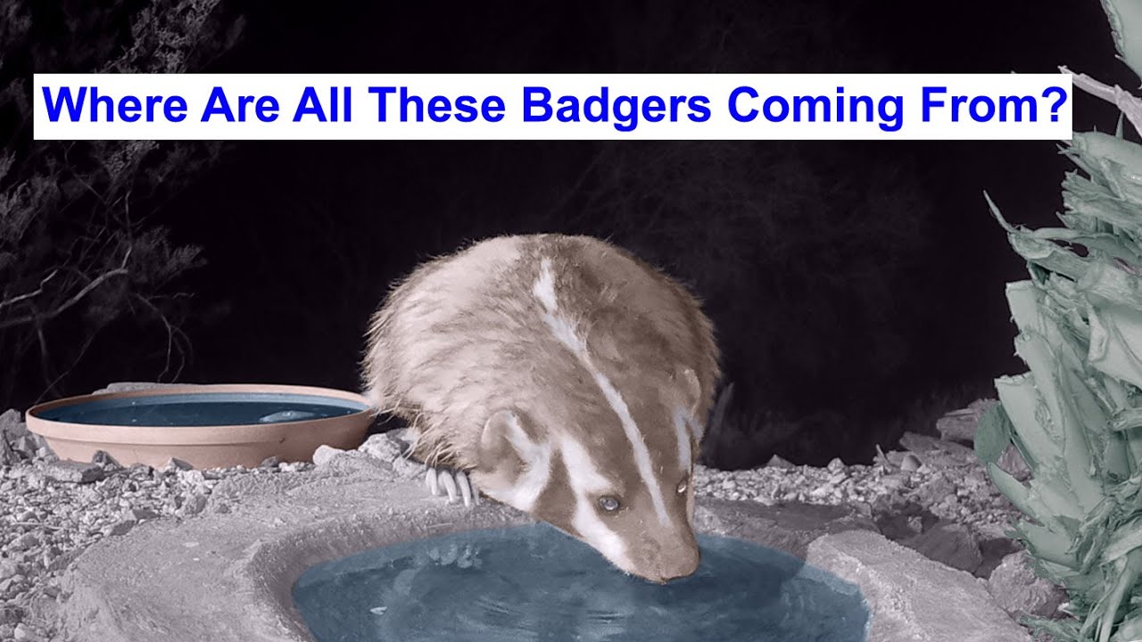 Record Number of Badger Visits - YouTube