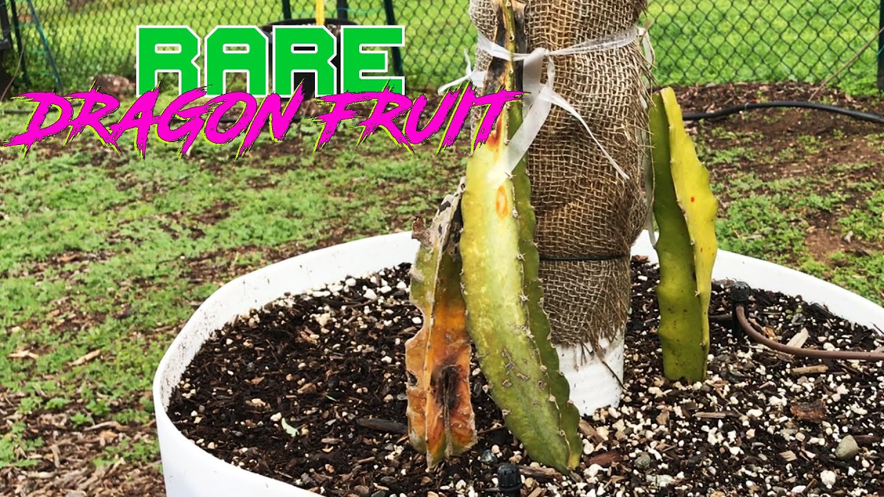 My DRAGON FRUIT STEM ROT Solution ( My LISA Variety is in Trouble ...