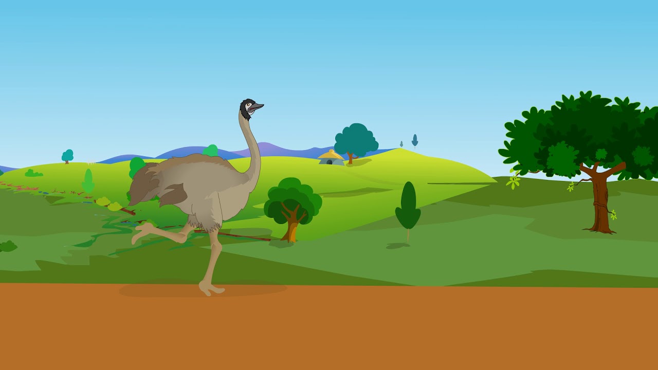 Emu Bird |animation | kids - YouTube