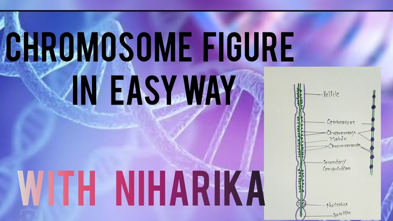LEARN Easy Way Chromosome Diagram #chromosome - YouTube
