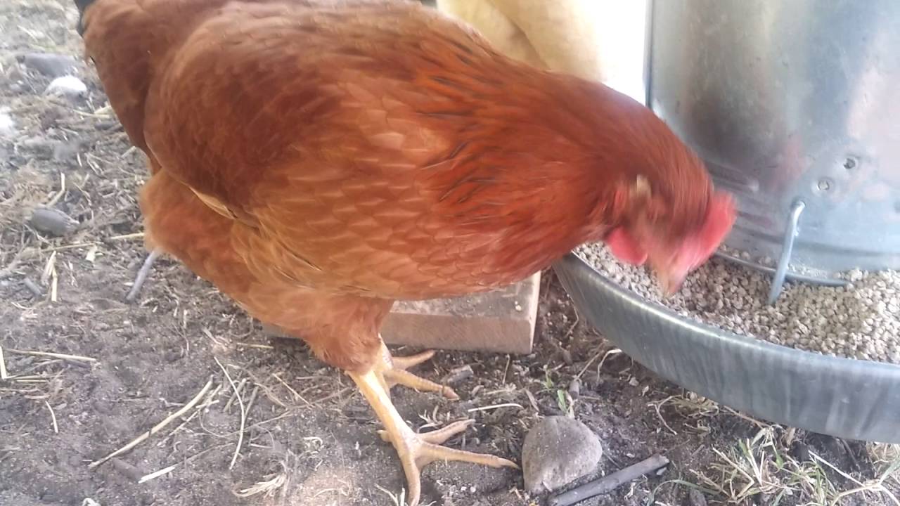 New Hampshire Red hen eating - YouTube