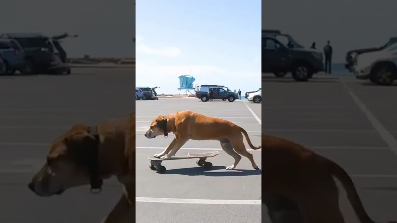 The Worlds Best Doggie Skateboarder, dog on skateboard - YouTube
