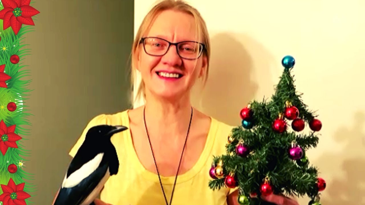 Magpie loves the Christmas season - YouTube