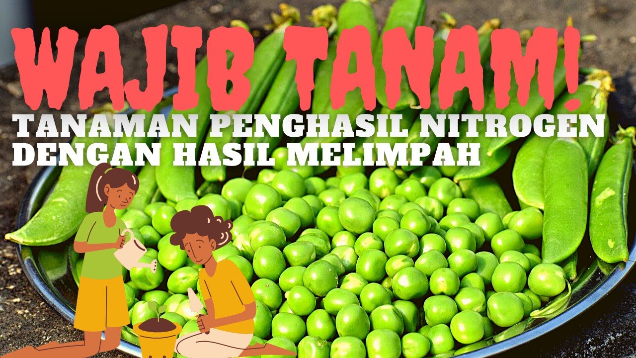 KACANG KAPRI: CARA MENANAM, PERAWATAN & MANFAAT TANAMAN KACANG KAPRI ...