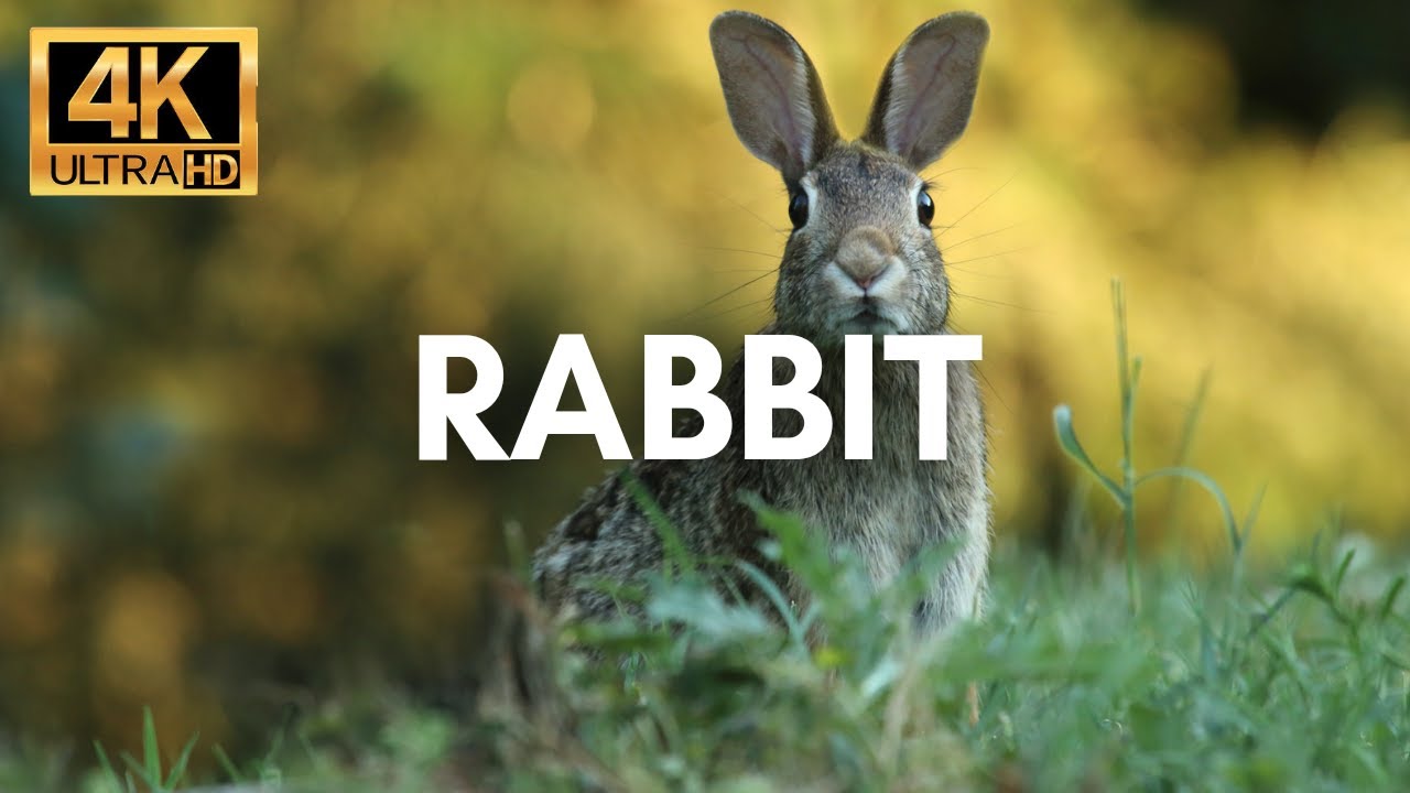 Rabbit - 4k video ULTRA HD | 60 FPS - YouTube