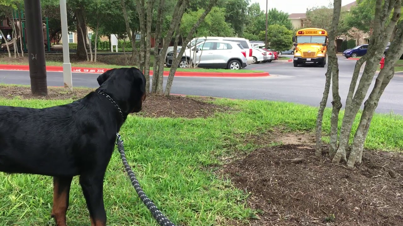 Dog waits for school bus (Rottweiler) - YouTube