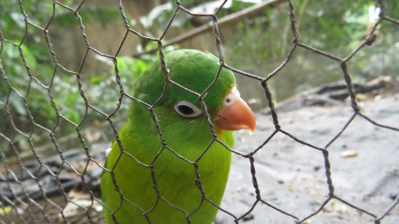 LA CURIOSIDAD DE MIS PERICOS VERDES - YouTube