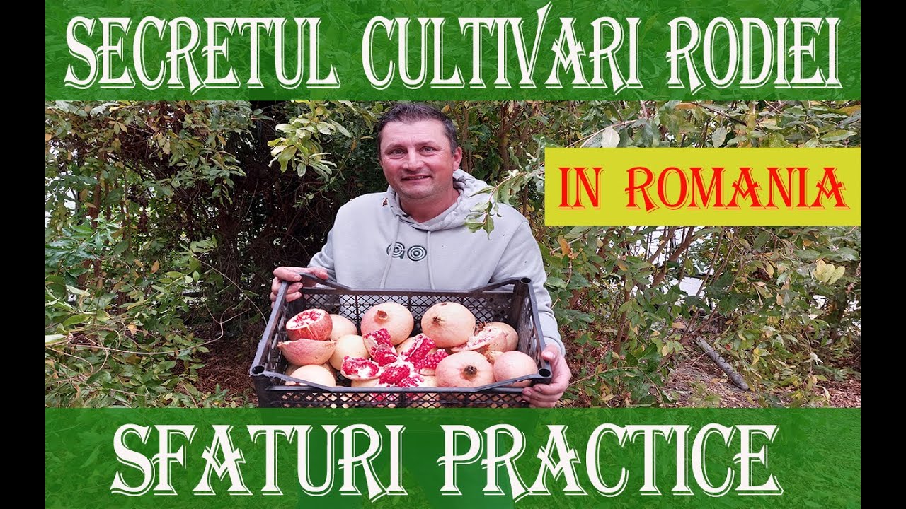 Cum poti creste arbusti de Rodie - Punica granatum in Romania - YouTube
