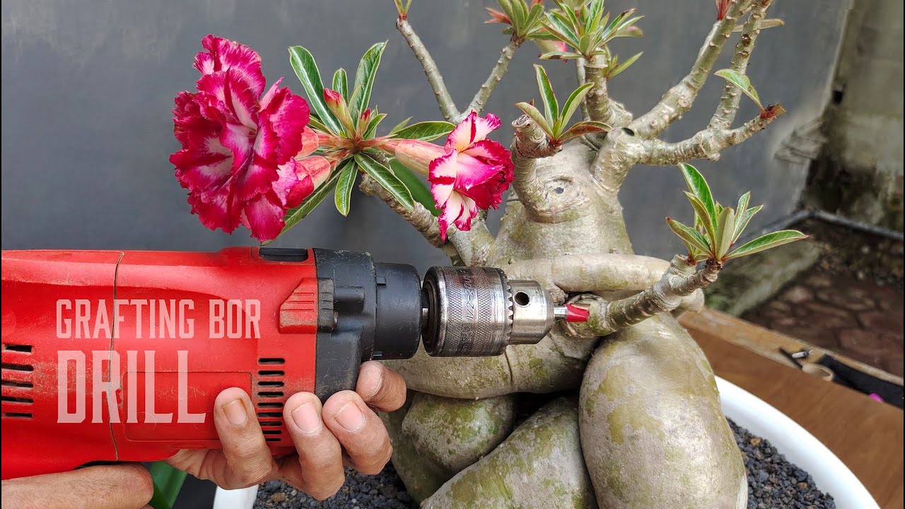 Grafting Bor stek Adenium Kamboja Jepang #bunga #adenium - YouTube