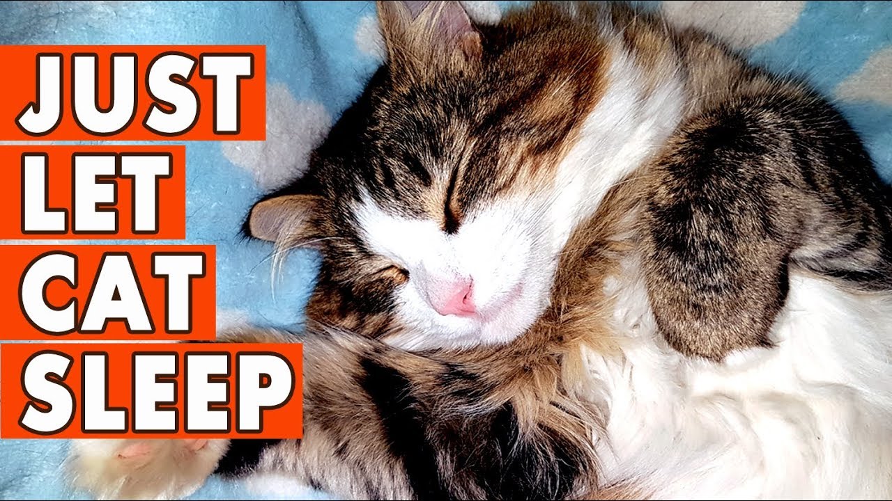 Cute Tired Kitty Cat Trying To Sleep - YouTube