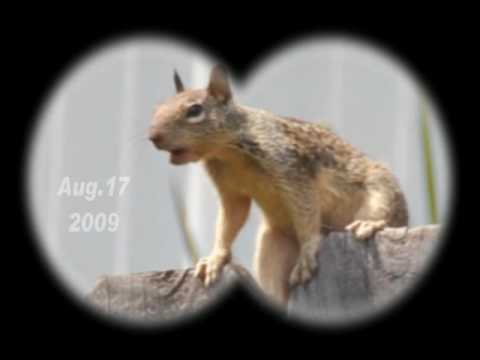 squirrel cry - YouTube
