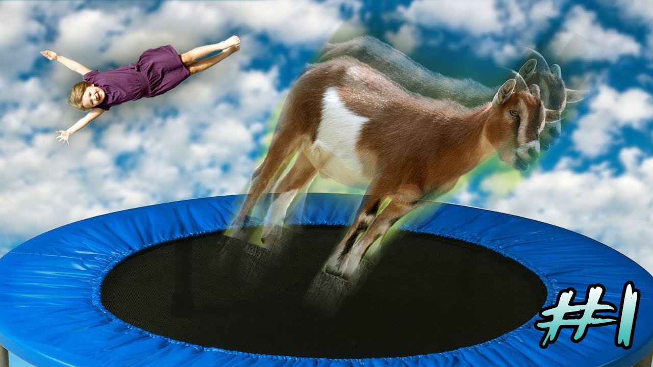 LUDA KOZA - Goat Simulator #1 //GAMEPLAY// - YouTube