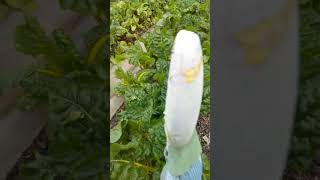 July 1st Walk around The Vale Grocer market garden in North Wales