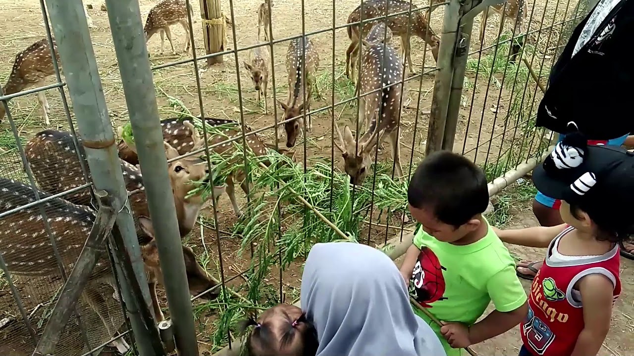 Bermain Di Taman Rusa, Memberi Makan Rusa, - YouTube