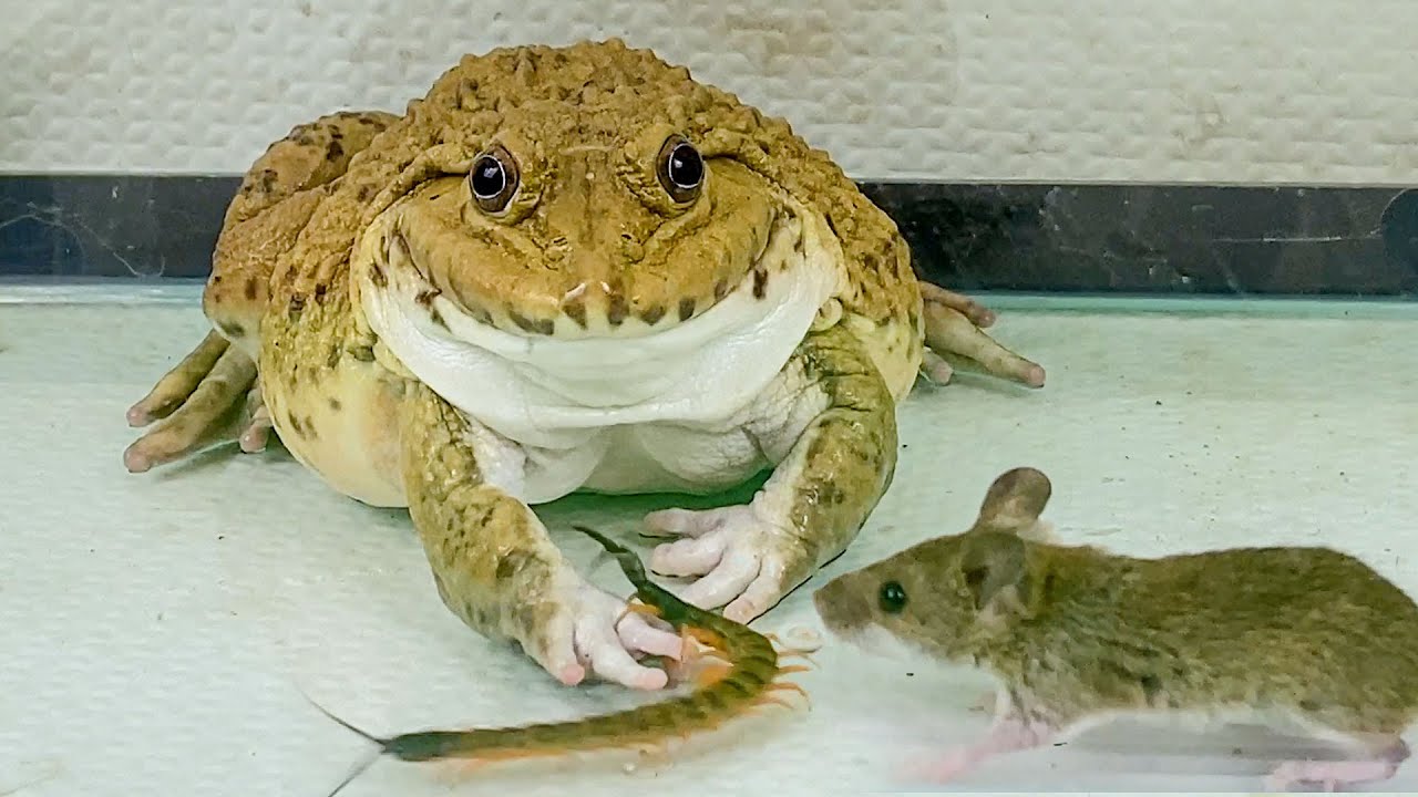 Giant Asian Bullfrog With Mouse and Centipede! Warning live feeding ...