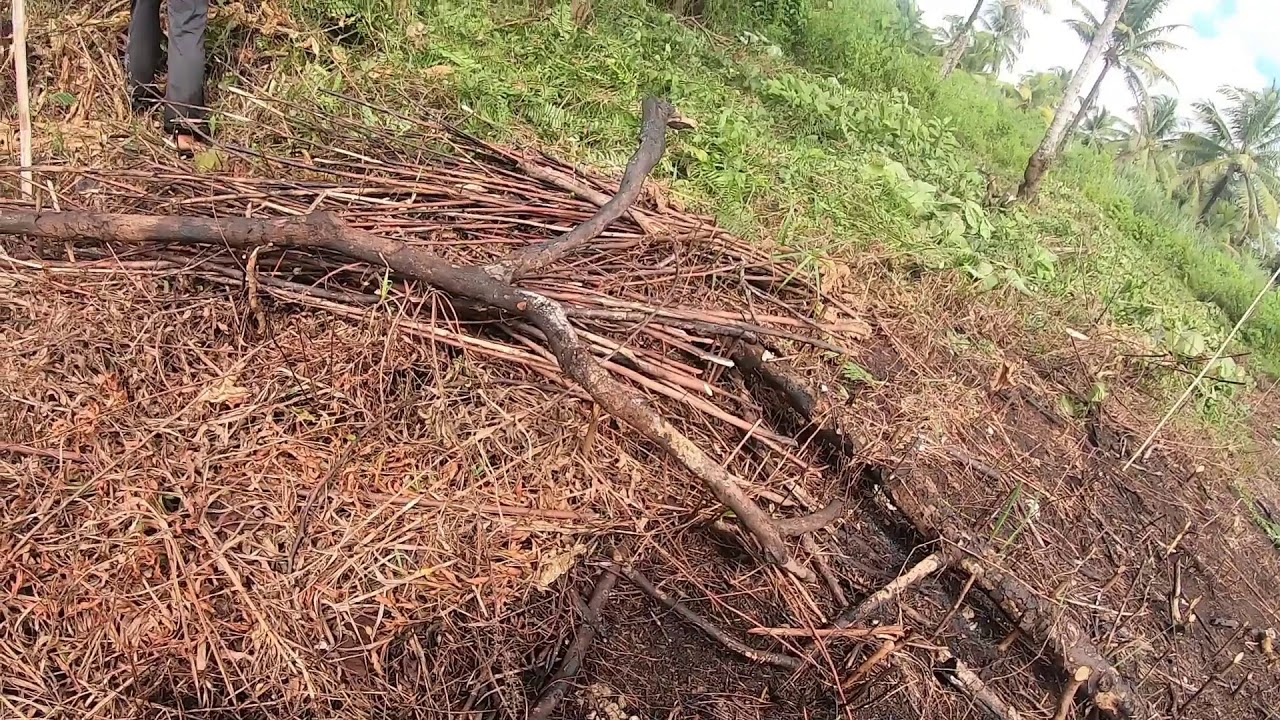 Planting Falcata and Vision for the Farm - YouTube