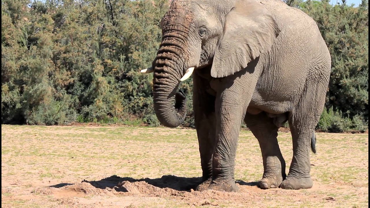 Benny's Fifth Leg - YouTube