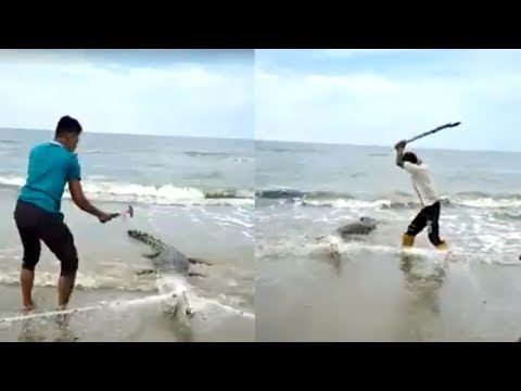 Viral Video Buaya Dipukul Kayu dan Palu seusai Tak Sengaja Terjerat Jaring Nelayan hingga Mengeliat