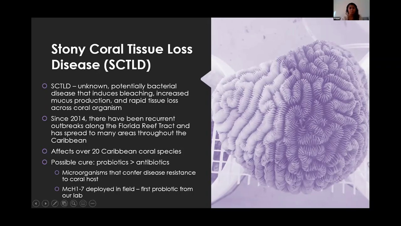 Making More Effective Coral Probiotics: Research in Mixing Strains ...