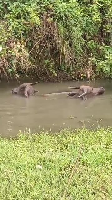 swimming moment nga kalabaw - YouTube