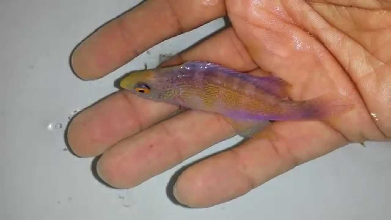 Golden Rhomboid Wrasse $249 - Marshall Island - YouTube