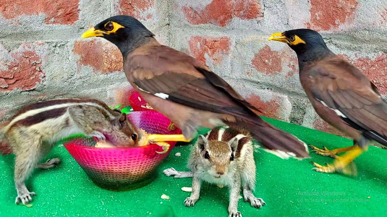 Squirrels and Birds Mania 1 HOURS Cat TV – Videos for Cats. - YouTube