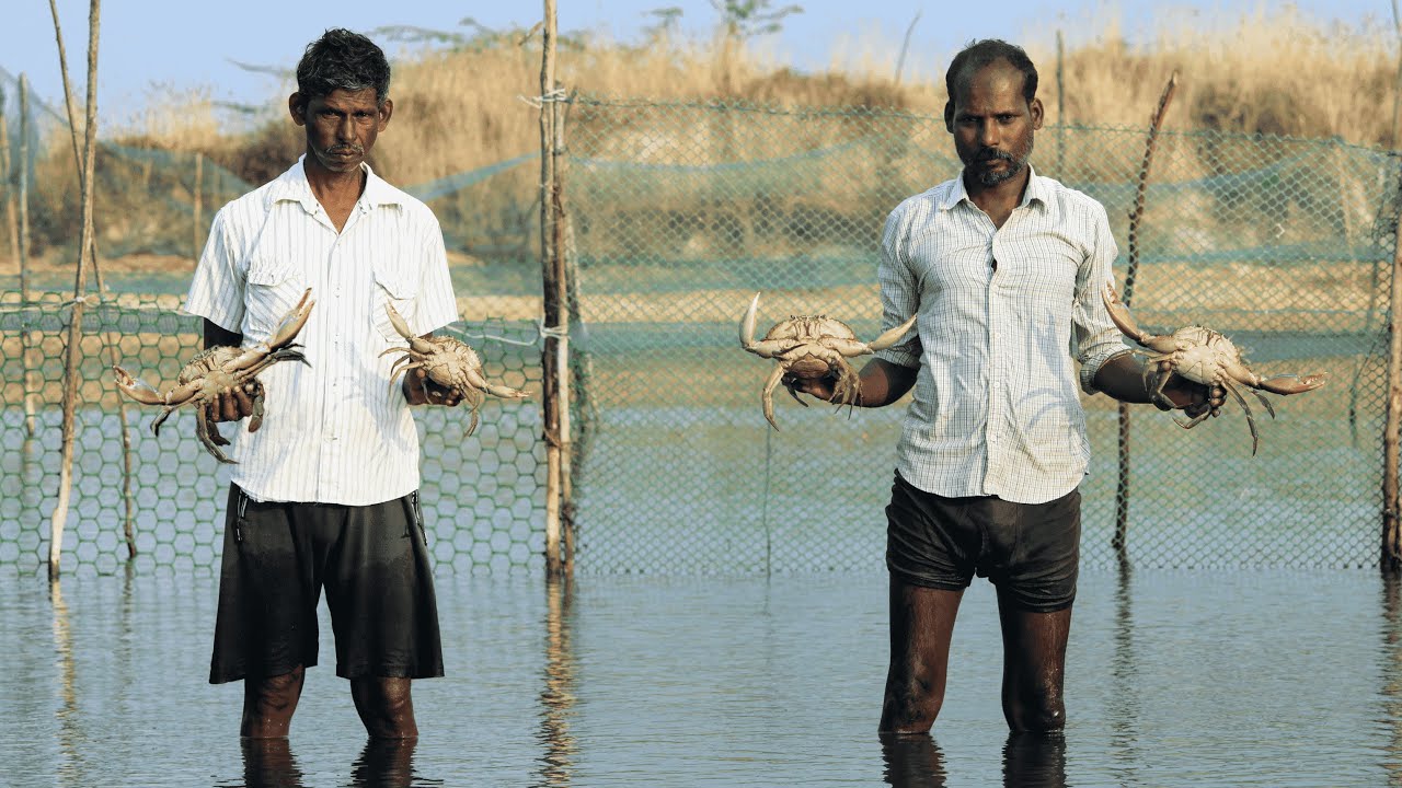 MUD CRAB CATCHING AT POND - YouTube