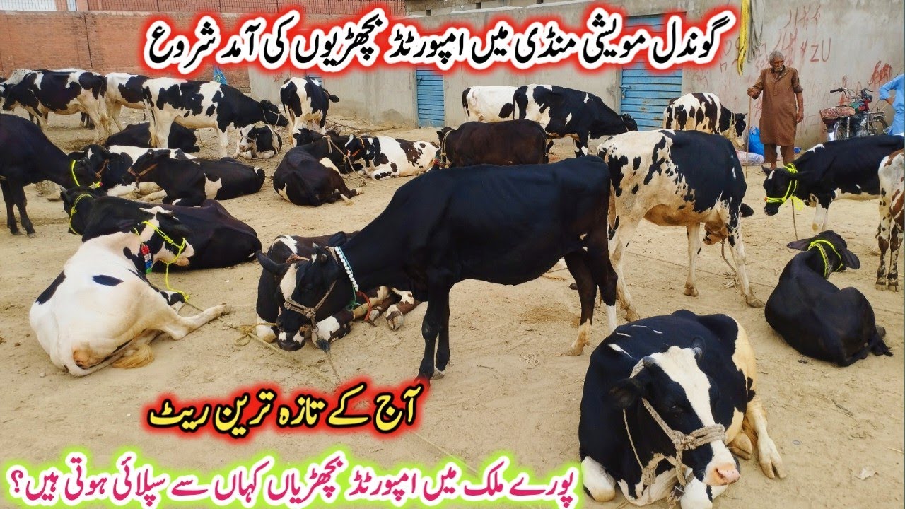 Today Gondal Mandi latest update 17June 2025!Heifers for sale in Punjab ...