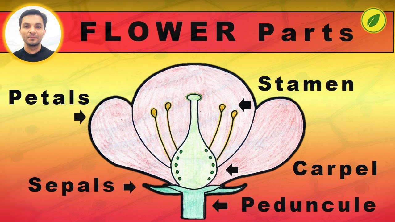 Class 6 Chapter 7 Getting to know plants : Topic 3 - FLOWER | CBSE ...