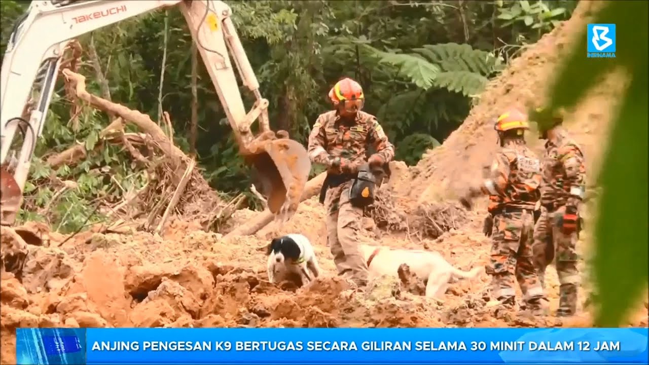 Anjing pengesan K9 bertugas secara giliran selama 30 minit dalam 12 jam ...