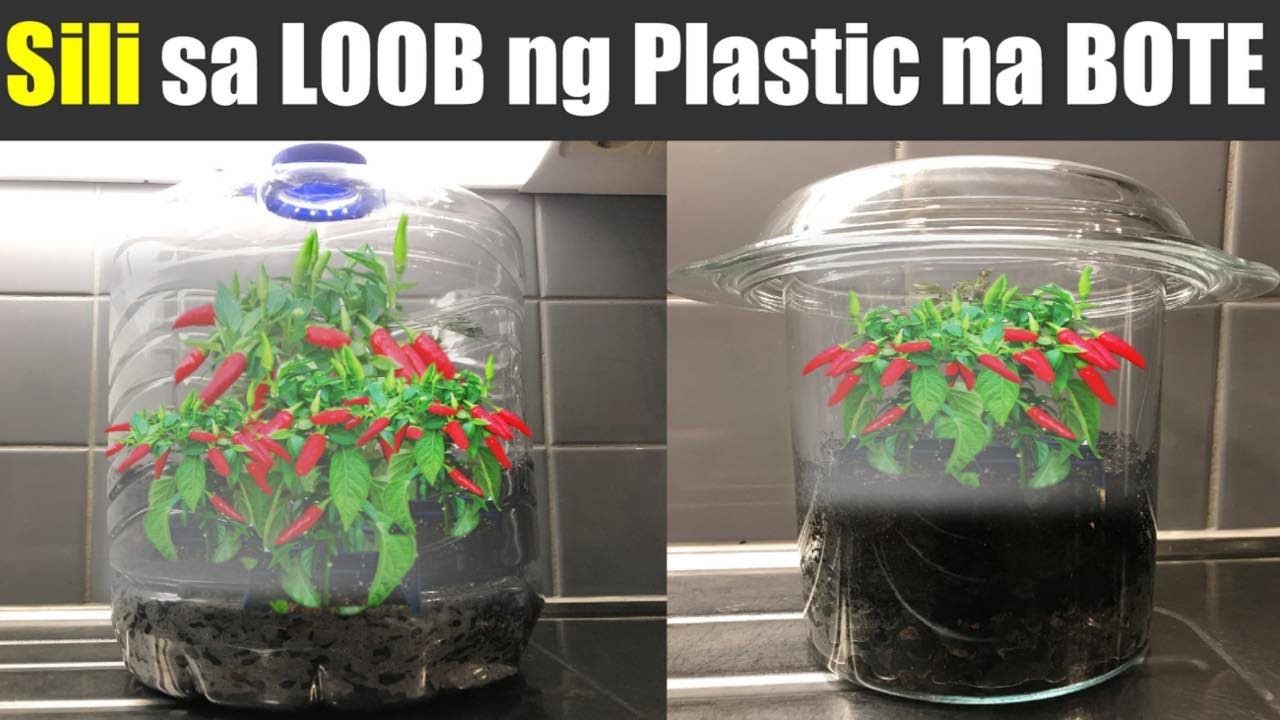 Magtanim ng Sili sa LOOB ng PLASTIC BOTTLE at GARAPON!!! Paaano? Pepper ...