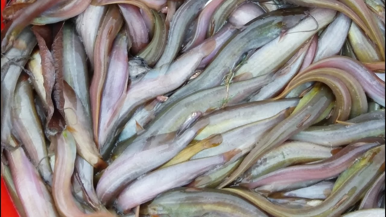 Big deshi shing fish red & Yellow colour | বড় বড় দেশি শিং মাছ - YouTube