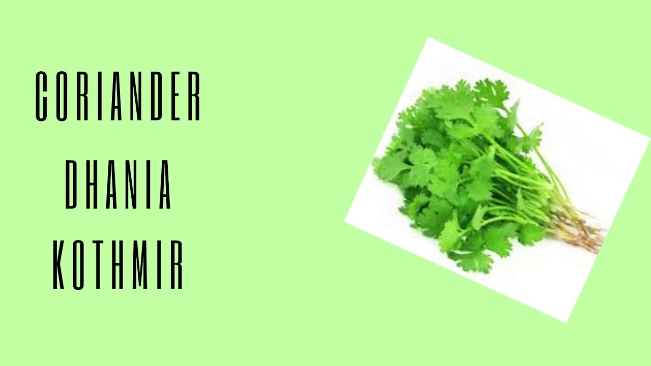 Coriander, | Dhania | Kothmir - YouTube