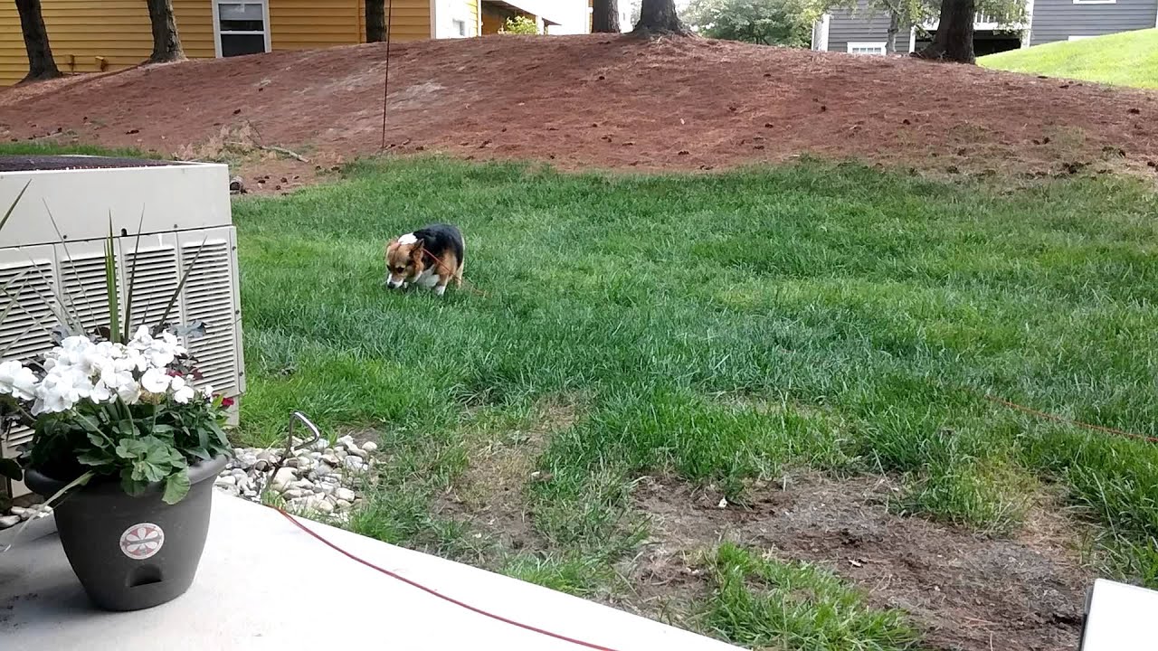 The traditional Corgi roll. - YouTube
