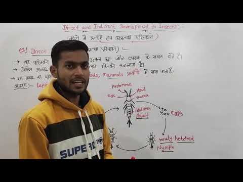 DIRECT AND INDIRECT DEVELOPMENT IN INSECTS b.sc 2nd year - YouTube