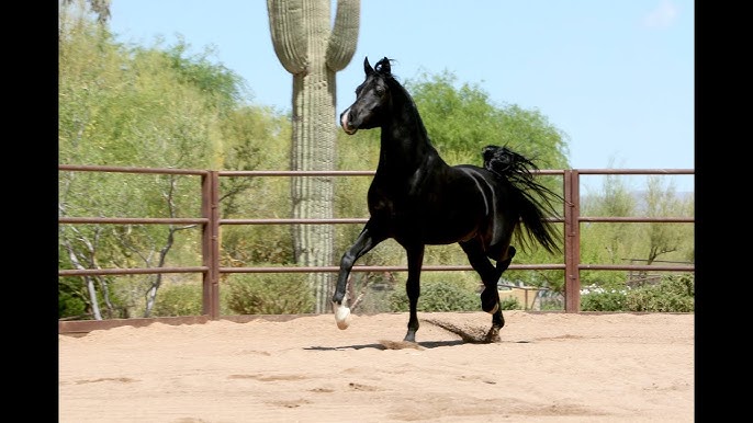 Black Egyptian Arabian Stallion