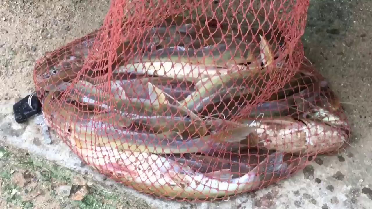 ការស្ទូចត្រីដ៏ងាយៗ Cambodia Amazing Net fishing very Easy live in ...