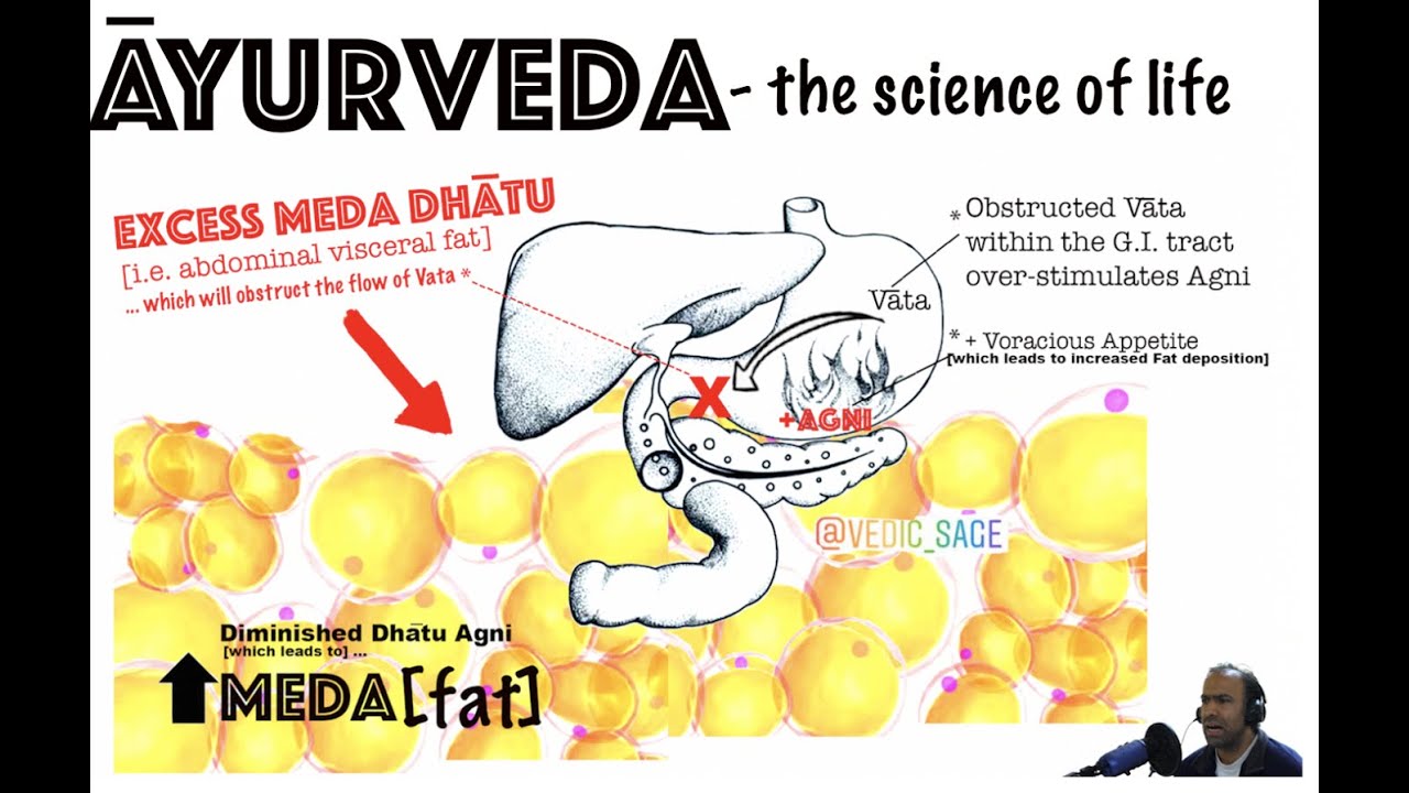 Ayurveda: Increased Meda Dhatu [Fat Tissue] + Herbs to lose weight [i.e ...