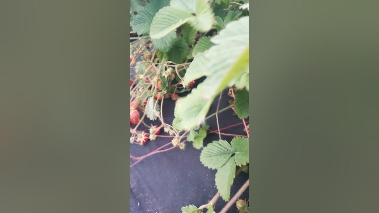 Земклуника Пенелопа Ульяновский питомник - YouTube