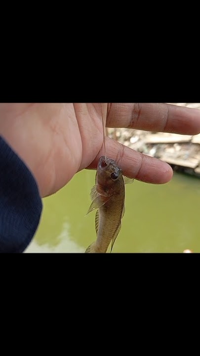 mancing sambil nunggu buka puasa #short - YouTube