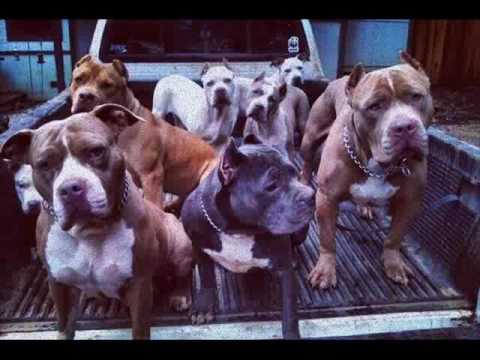 Arabic Trap #31(BÖ  - Nenni)